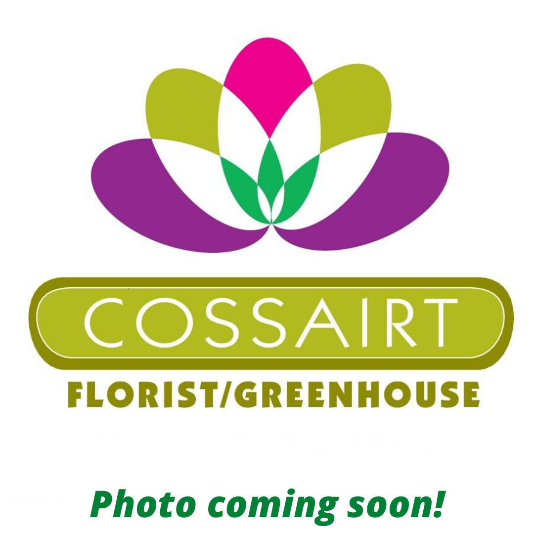 4" Annual - Cyperus Grass (Cleopatra) – Cossairt Greenhouse